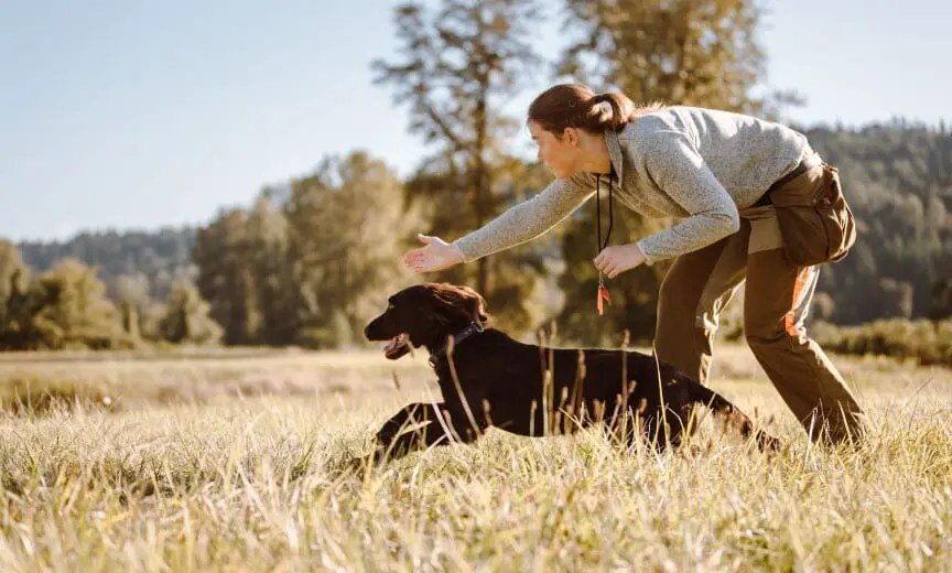 License required for bird dogs using birds not raised in captivity ...