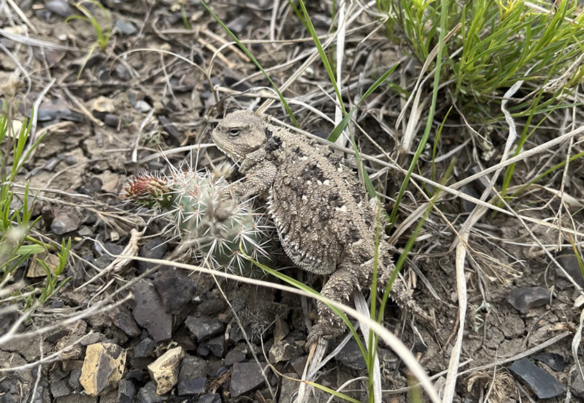 FWP: be on the lookout for greater short-horned lizards this fall ...