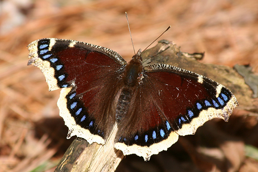 Mourning Cloak Butterfly: The Montana State Insect - Cookies and ...